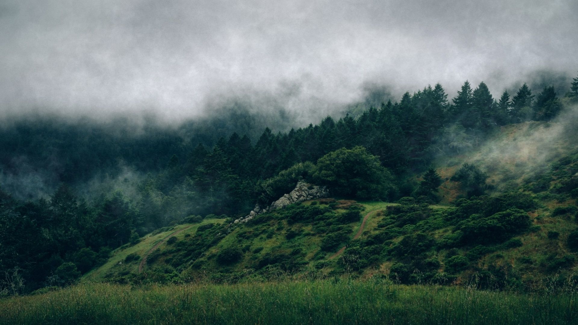 Fondos de pantalla de Bosques para PC, Android & iPhone.