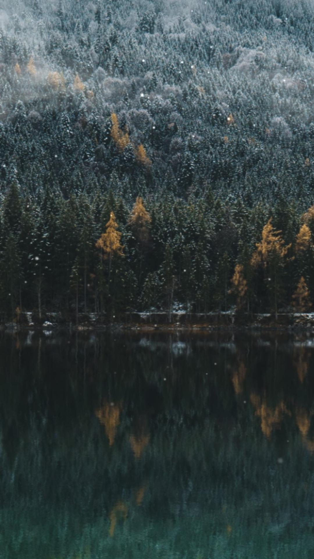 Fondos de pantalla de Bosques para PC, Android & iPhone.