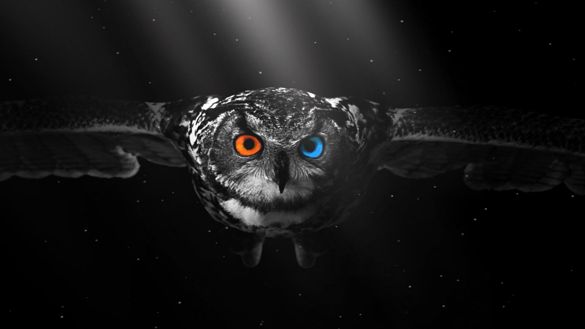 Fondos De Pantalla De Búho Para Escritorio